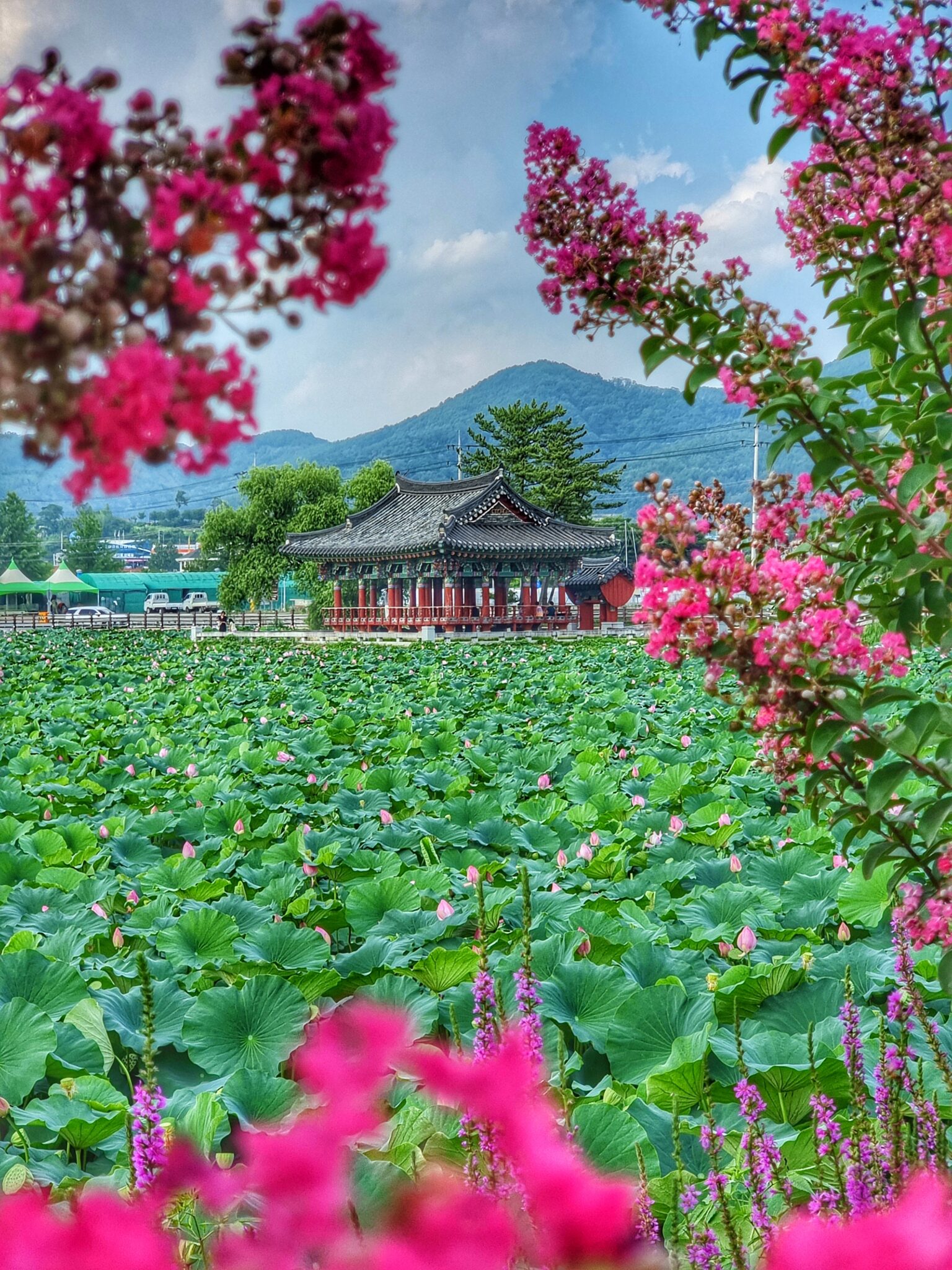 A Year-Round Guide to Instagram-Worthy Flowers in South Korea | Dbs travels