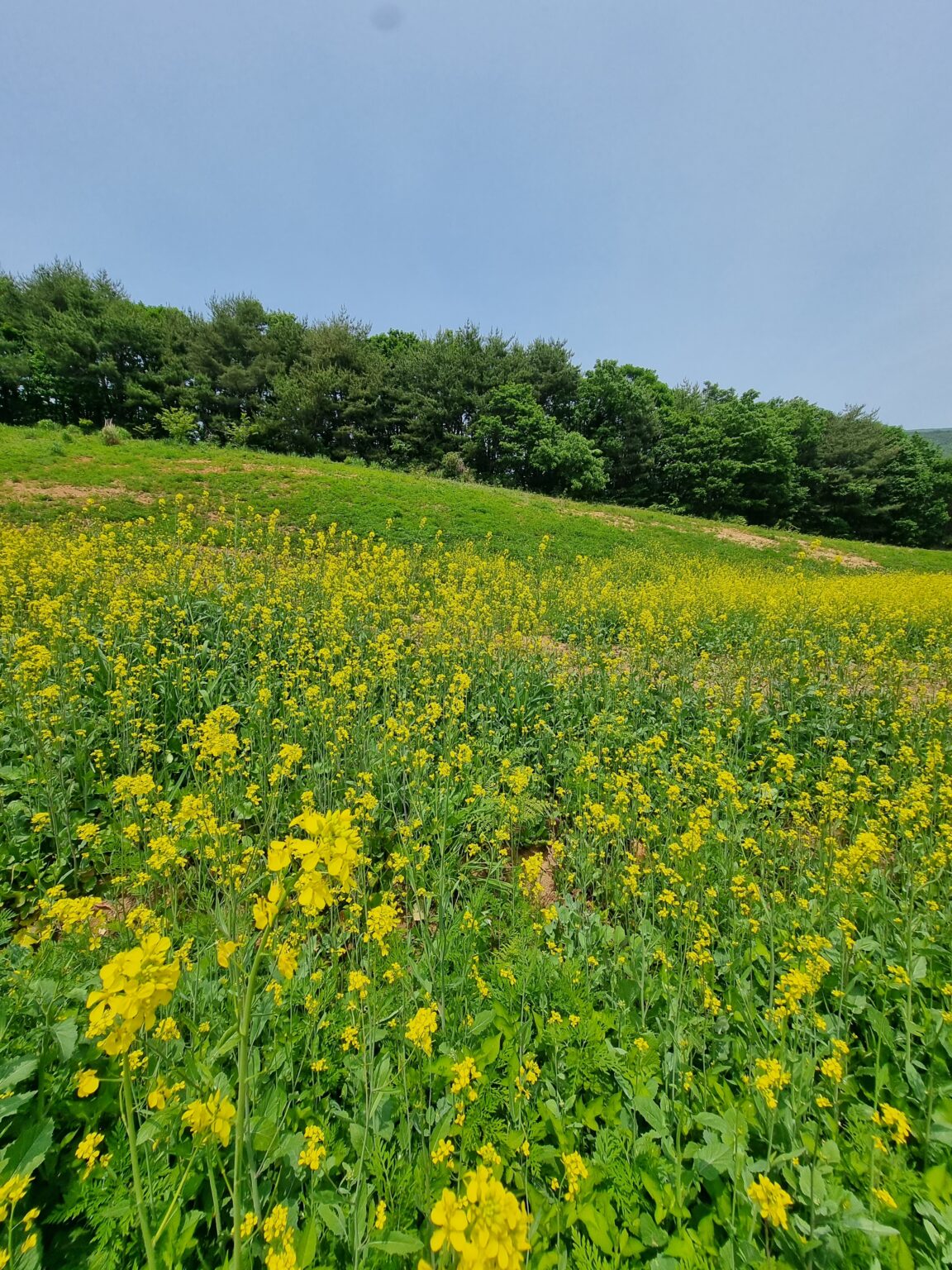 A Year-Round Guide to Instagram-Worthy Flowers in South Korea | Dbs travels